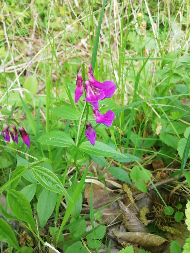 spring vetch from 267 51 Březová, Česko on May 6, 2023 at 02:26 PM by ...