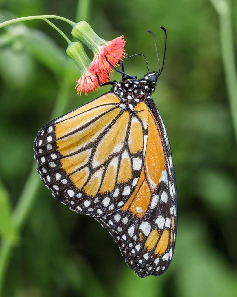 Southern Monarch from Laranjal Paulista on March 17, 2023 at 03:45 PM ...