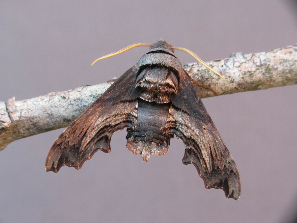 Abbott's Sphinx from Bellbrook, Greene County, OH, USA on May 6, 2023 ...