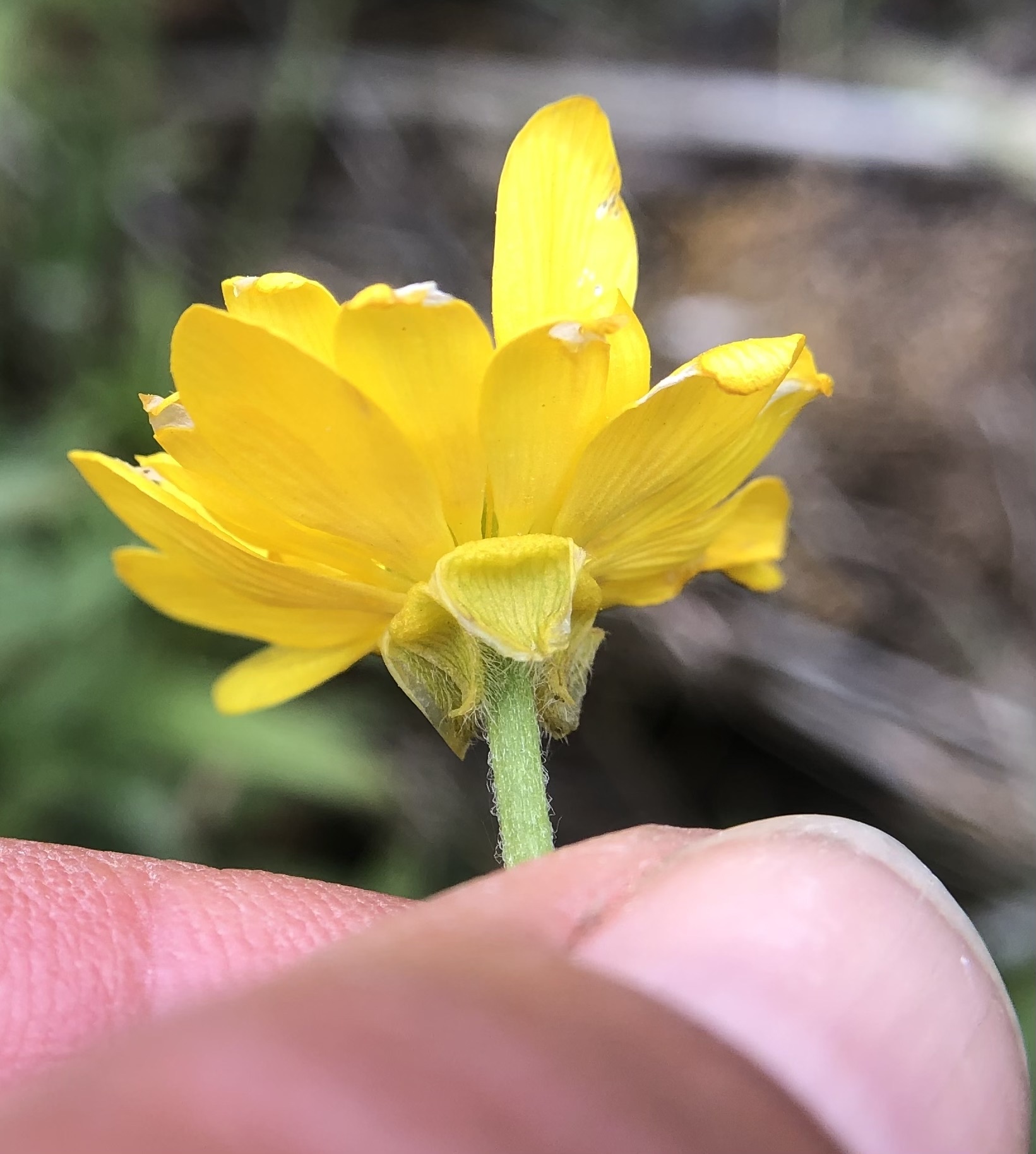 Ranunculus canus Benth.