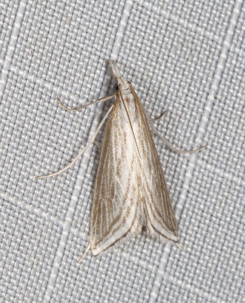 Patissa tinctalis from 33 Ray Myers Rd, Imbil QLD 4570, Australia on ...