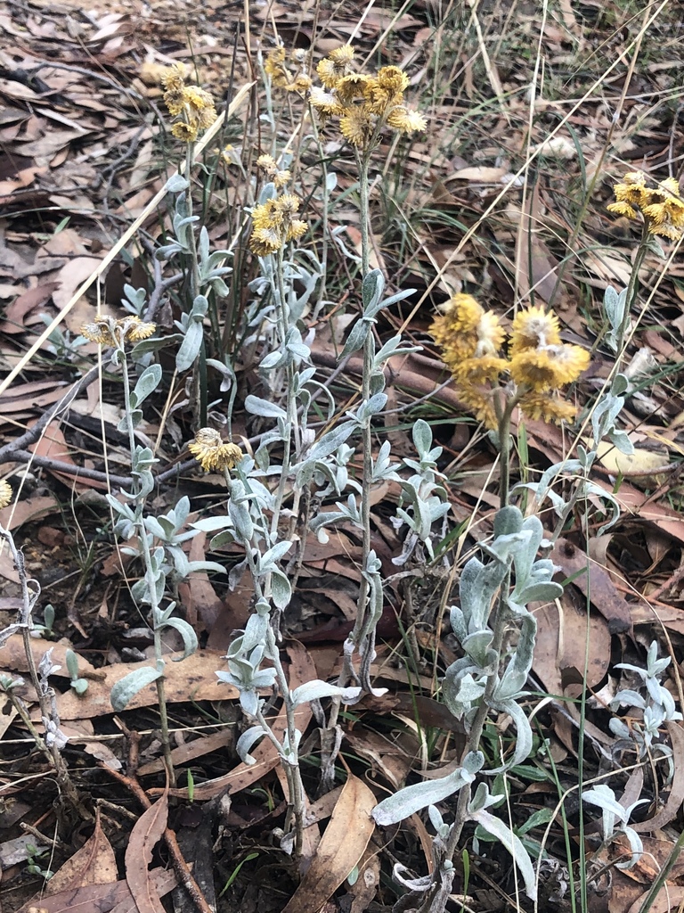 Common Everlasting from 1B Tk, Montacute, SA, AU on May 06, 2023 at 01: ...