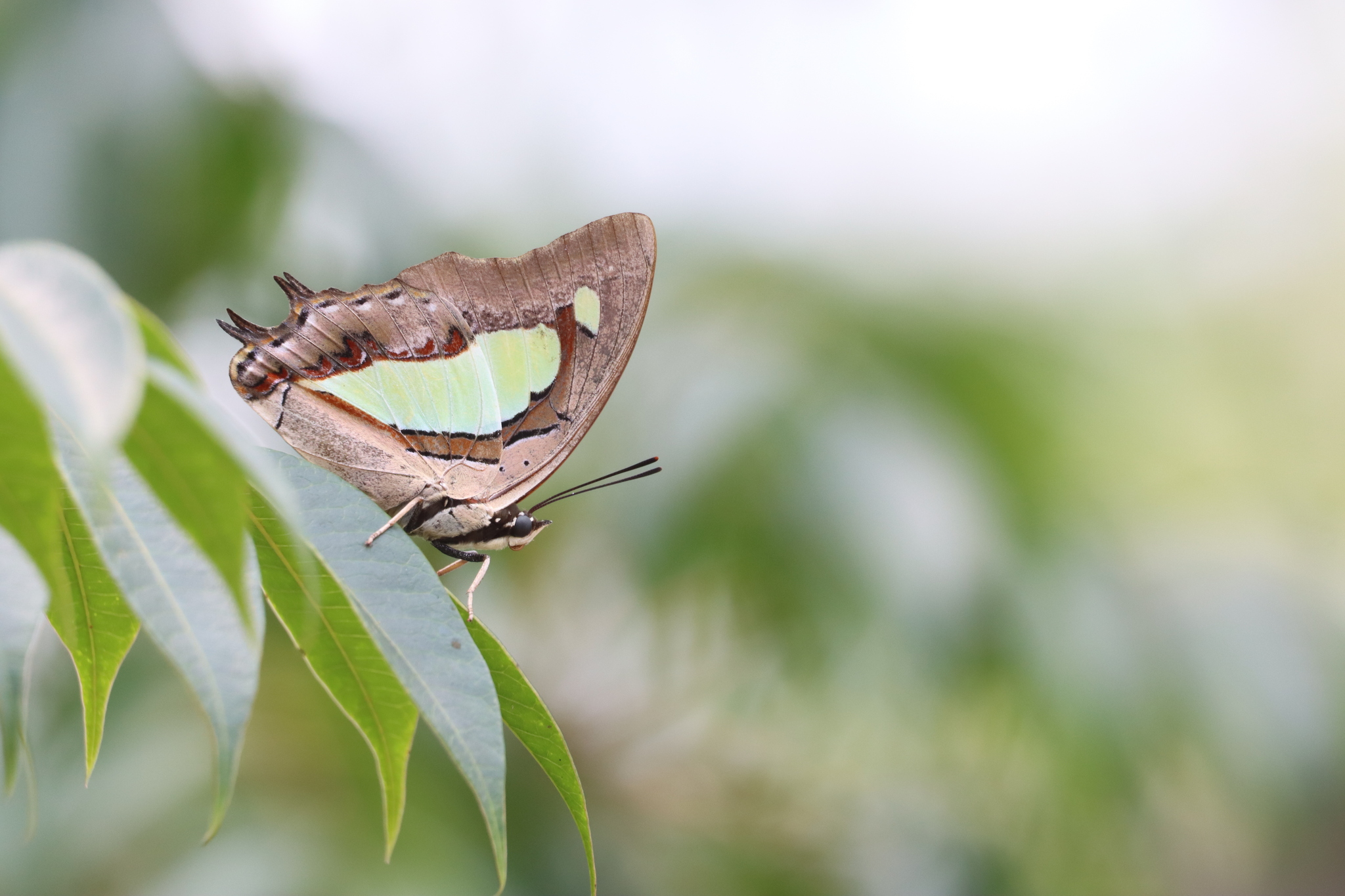 Polyura athamas (Drury, 1773)