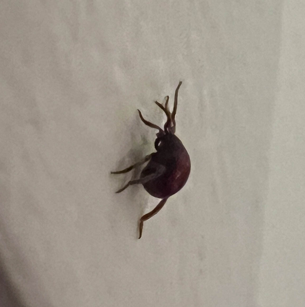 Smooth Spider Beetle in April 2023 by Carrie Seltzer · iNaturalist