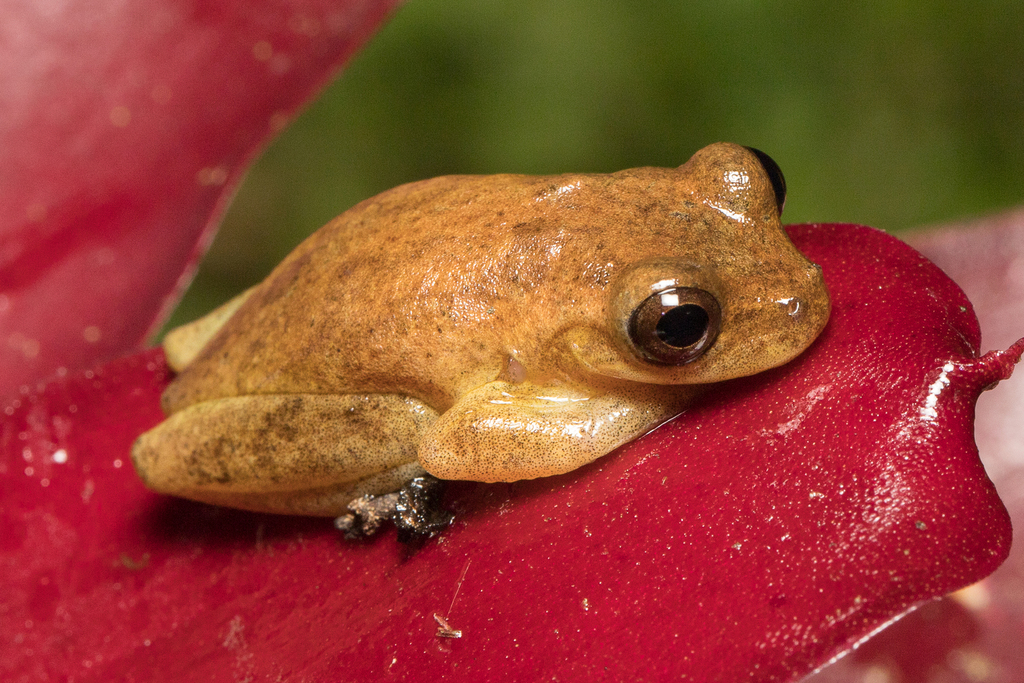Boettger's Colombian Tree Frog from Filandia, Quindio, Colombia on ...