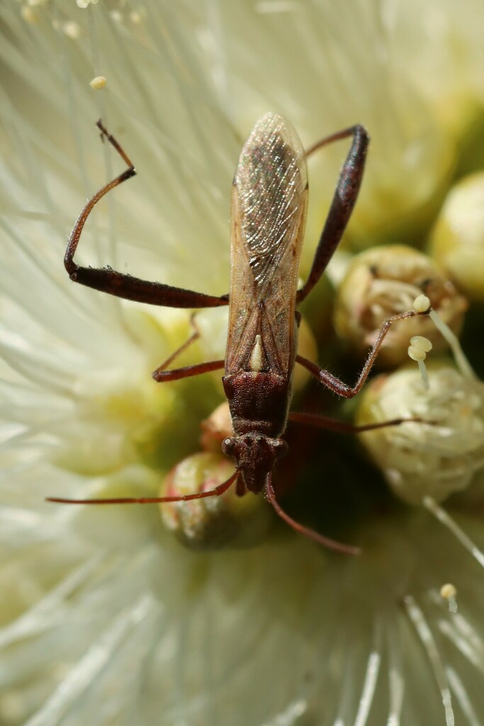 Podsucking Bug from Warrimoo NSW 2774, Australia on April 03, 2023 at ...