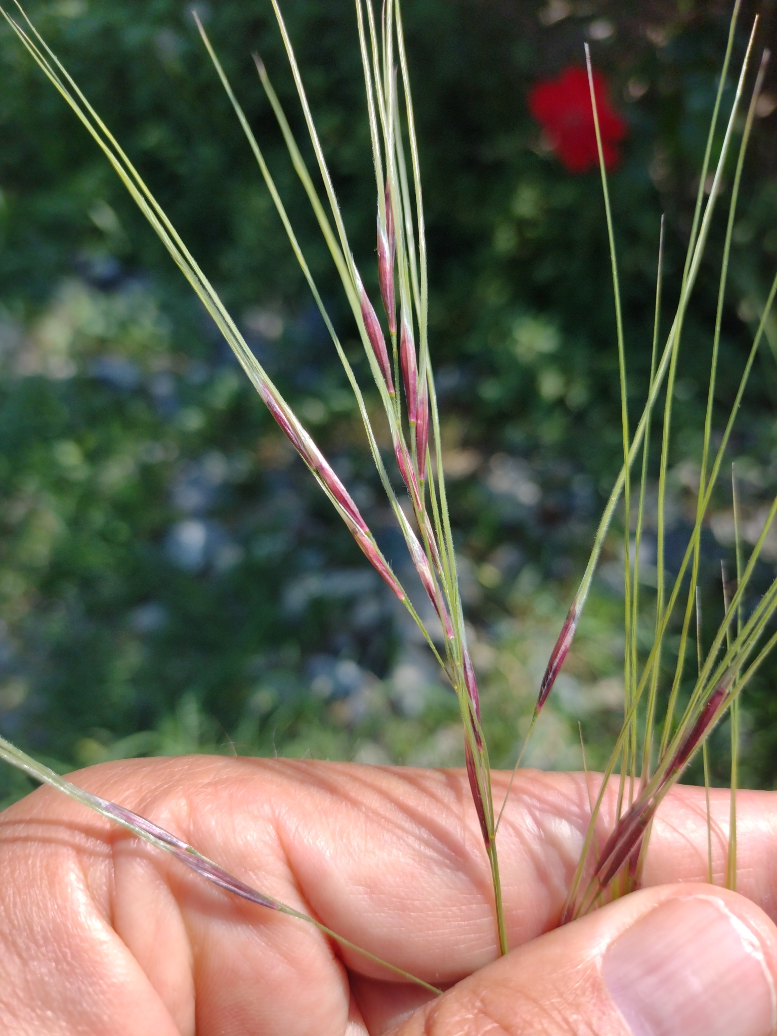Chrysopogon gryllus (L.) Trin.