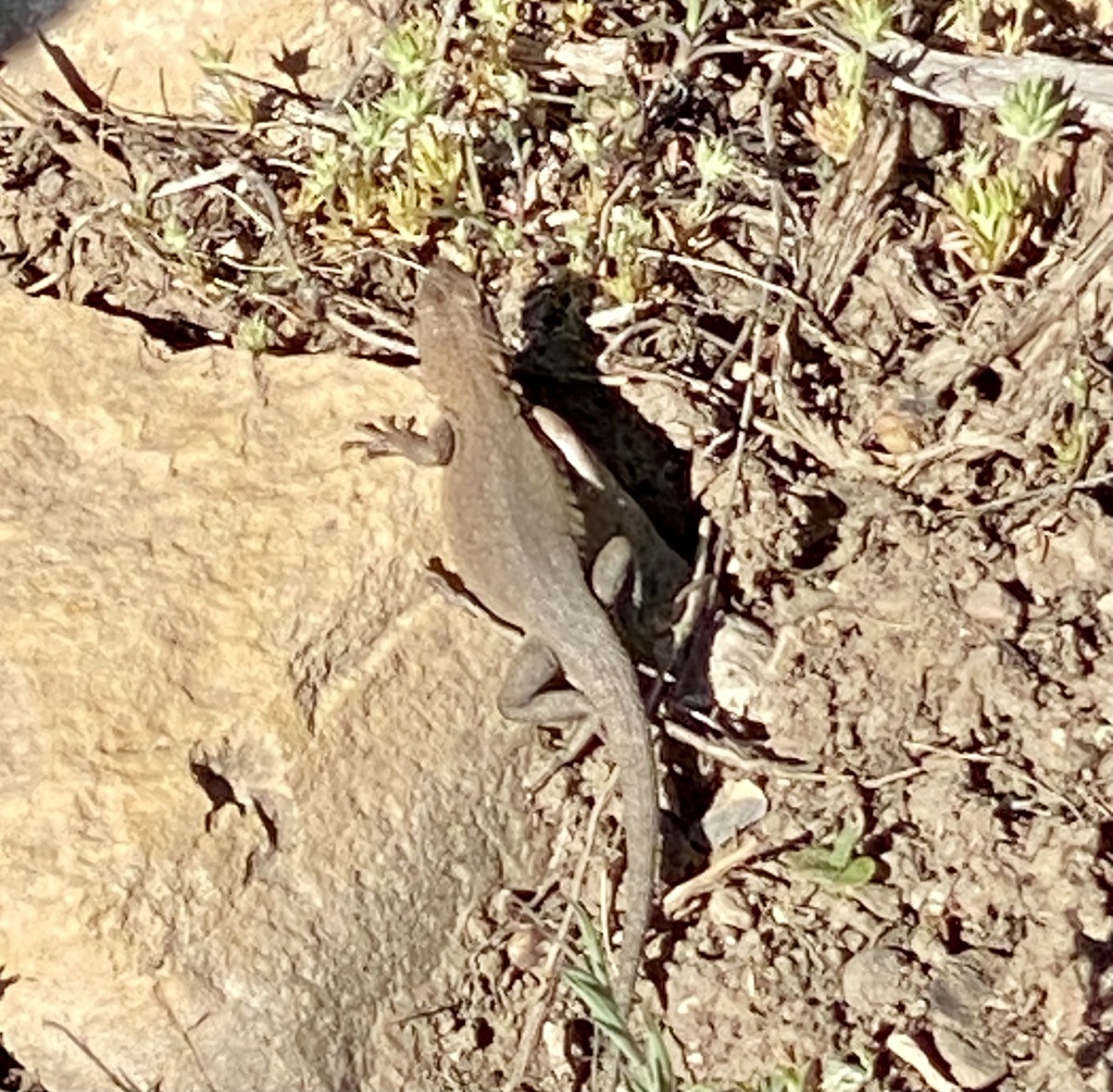 Common Side-blotched Lizard from Cedar Fort, Cedar Valley, UT, US on ...