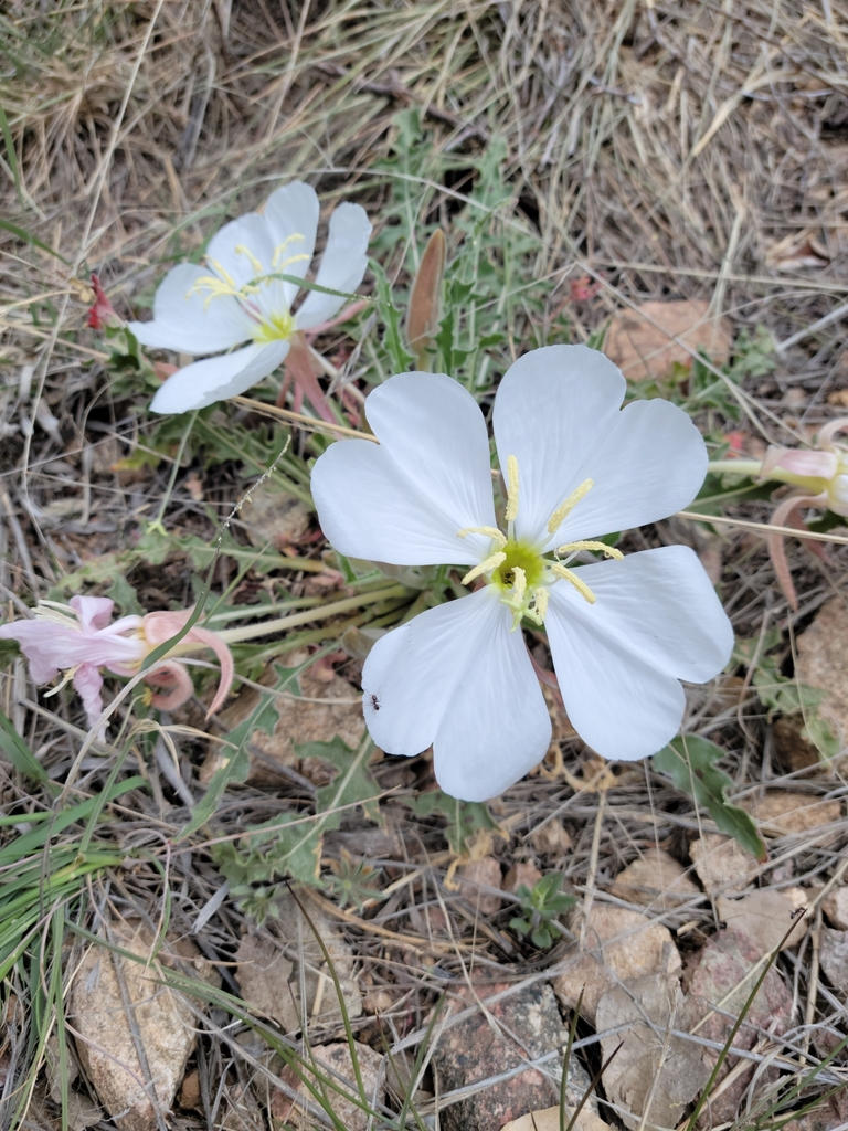 fragrant evening primrose from Yavapai County, US-AZ, US on May 5, 2023 ...