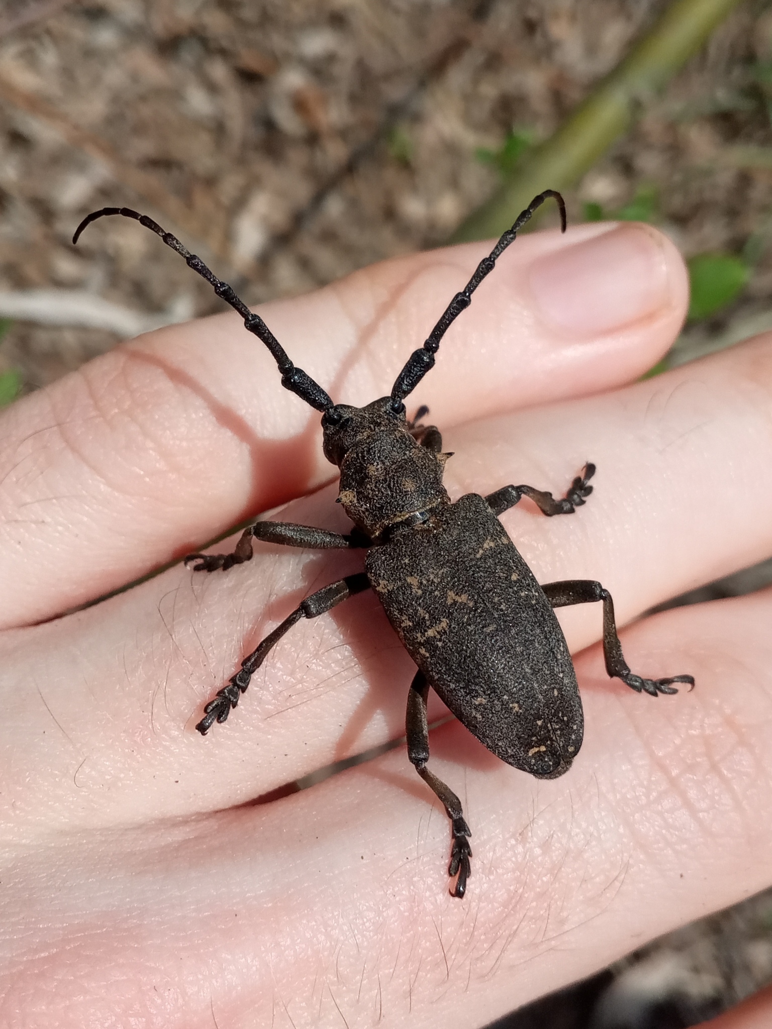 Lamia textor (Linnaeus, 1758)