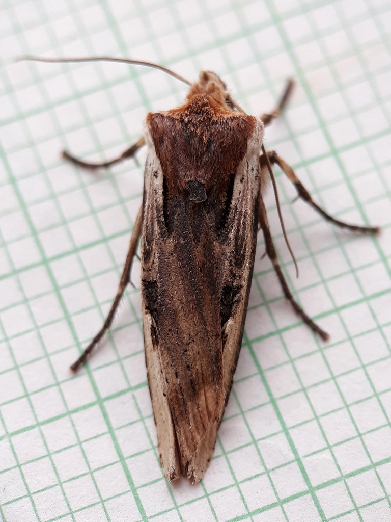 Dot-and-Dash Swordgrass Moth from Bloomer, WI 54724, USA on May 5, 2023 ...