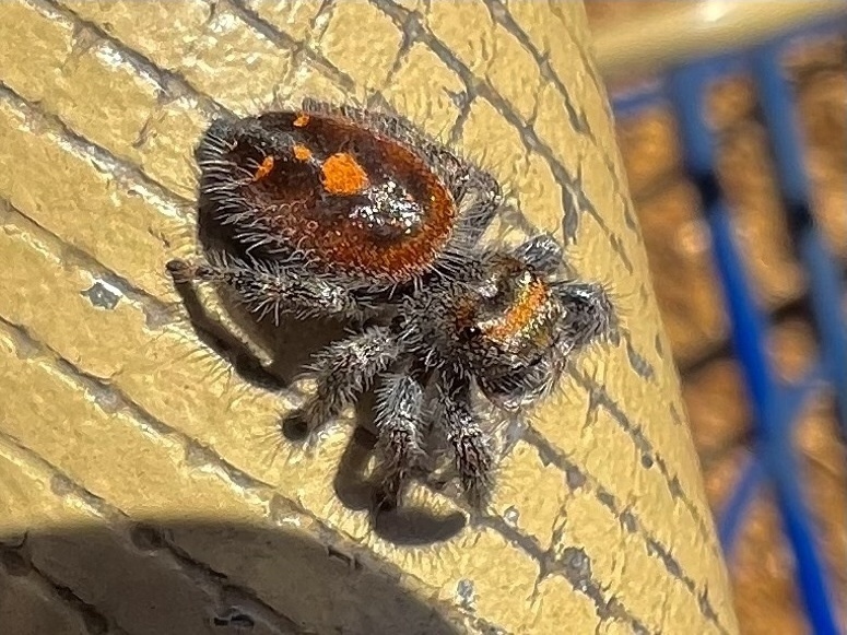 Bold Jumping Spider from Townsend Parkette, Redondo Beach, CA, US on ...