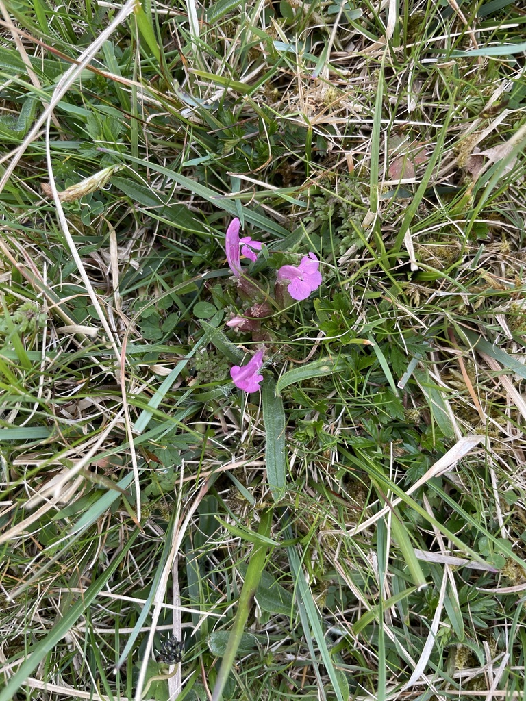 Common Lousewort from Lake District National Park, Cockermouth, England ...