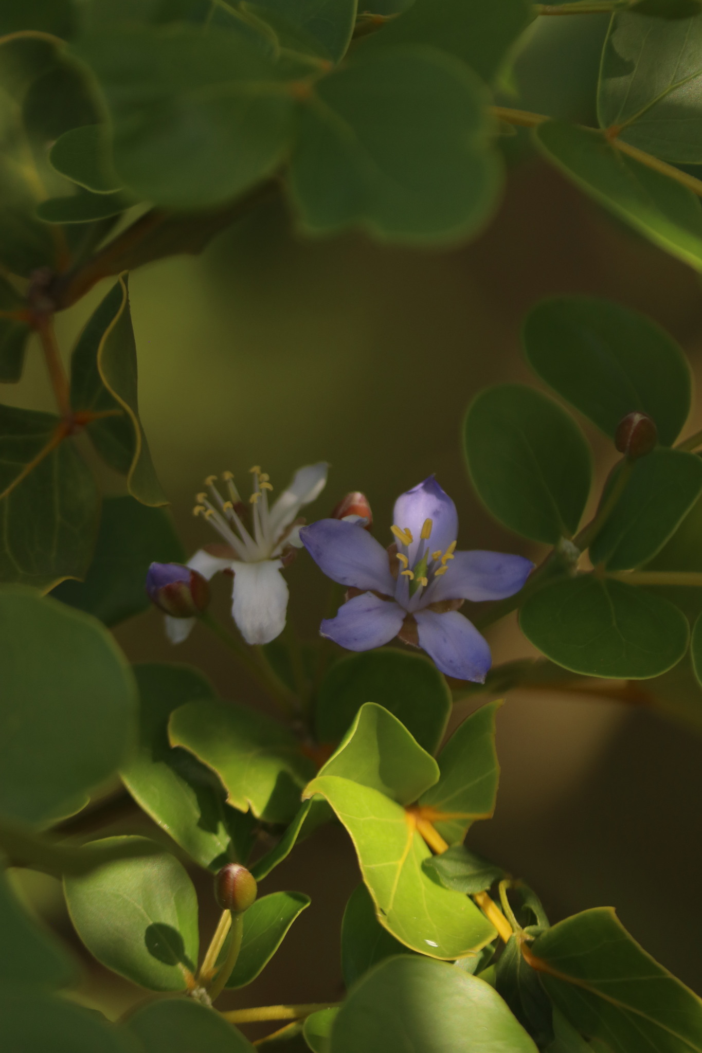 Guaiacum officinale L.