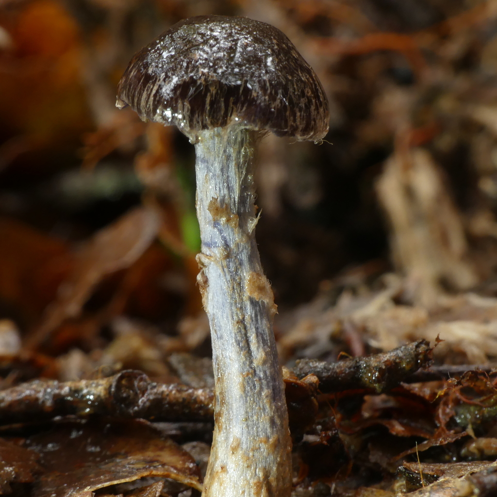 Thaxterogaster chalybeus from Runanga 7803, New Zealand on May 6, 2023 ...