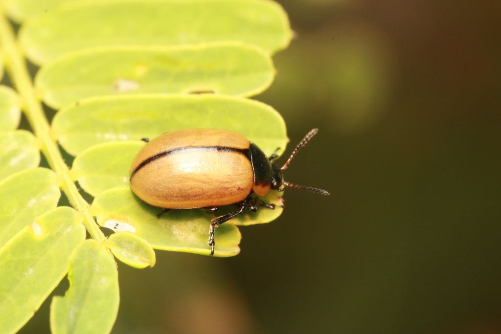 Sesbania Leaf Beetle from Hawassa, Ethiopia on May 06, 2023 at 09:22 AM ...