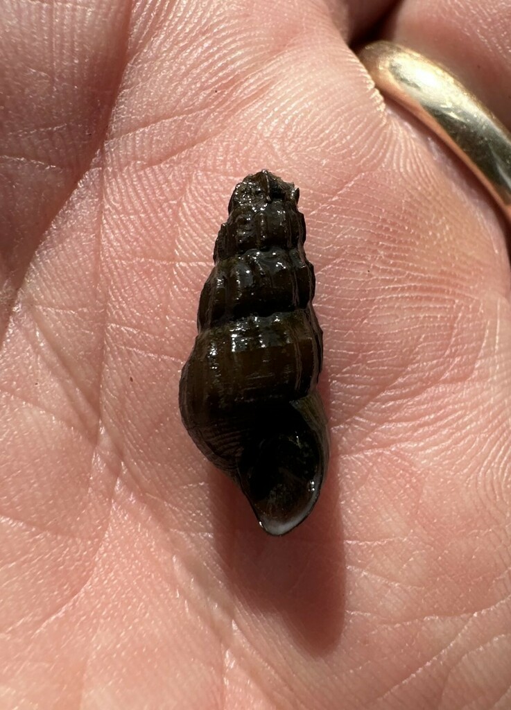 Pleated Juga from White Salmon River, confluence with Columbia River ...