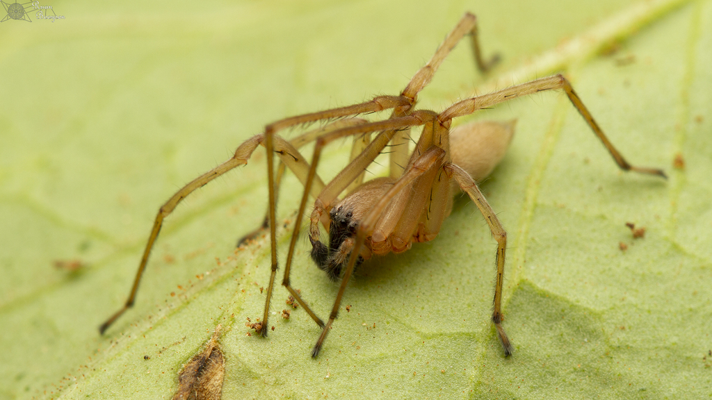 Common House Sac Spider from Biology Building, UFS, Park West ...