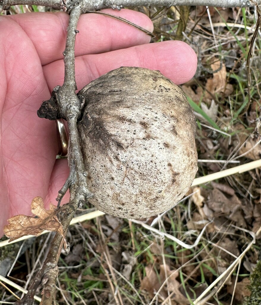 California Gall Wasp from Lewis and Clark Hwy at Grant Lake, Skamania ...