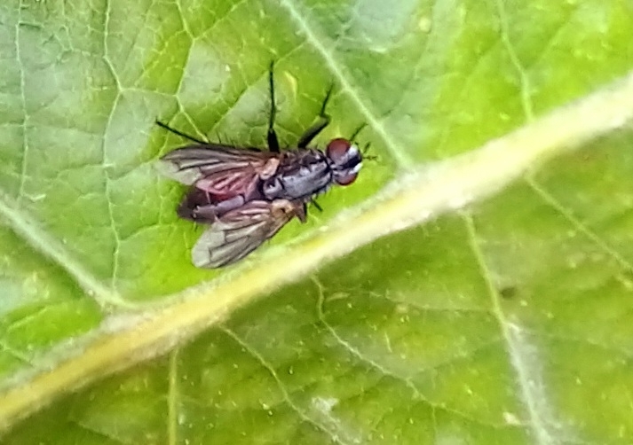 Bot Flies, Blow Flies, and Allies from Gümbet on May 6, 2023 at 04:05 ...