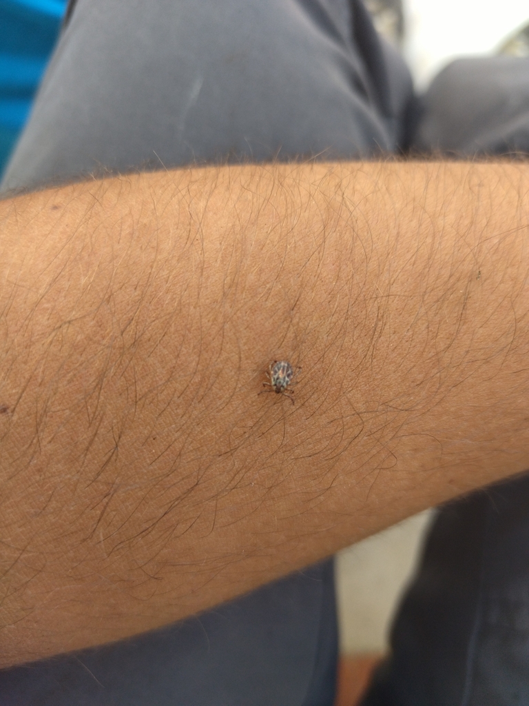 Ornate Sheep Tick from 7000-083 Herdade da Mitra, Portugal on May 06 ...