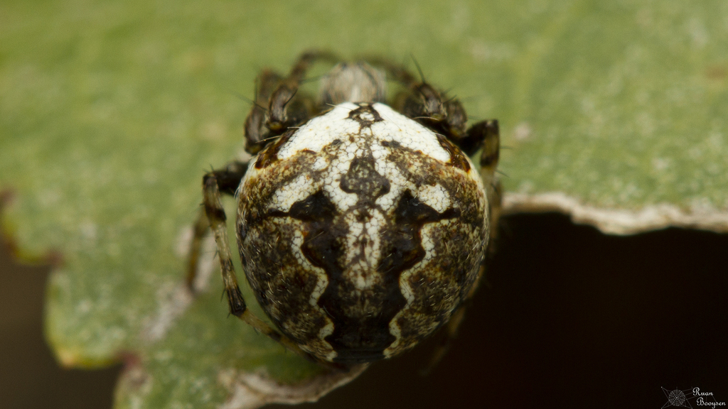 Common Hairy Field Spider in April 2023 by Ruan Booysen. Identified the ...