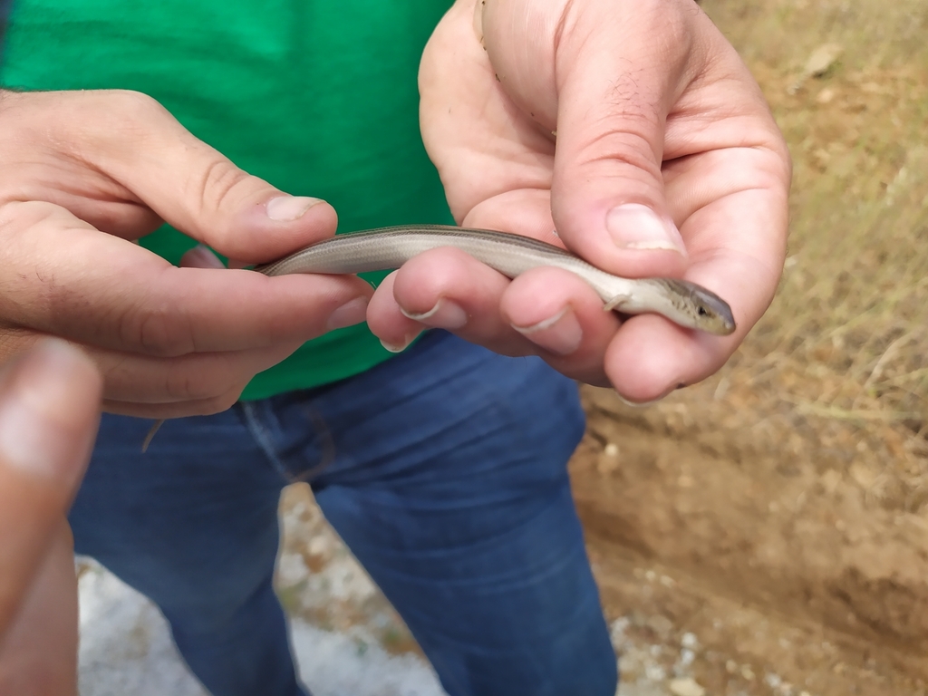 Western Three-toed Skink from 7000 Nossa Sra. da Tourega, Portugal on ...