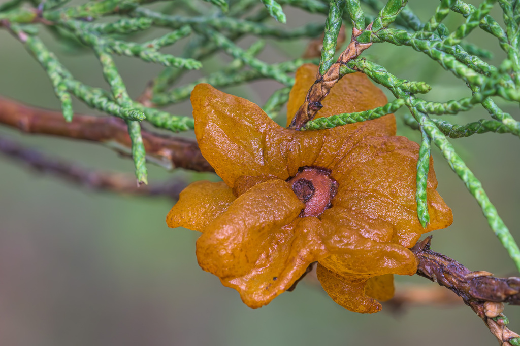 juniper-apple rust from University District, Missoula, MT, USA on May ...