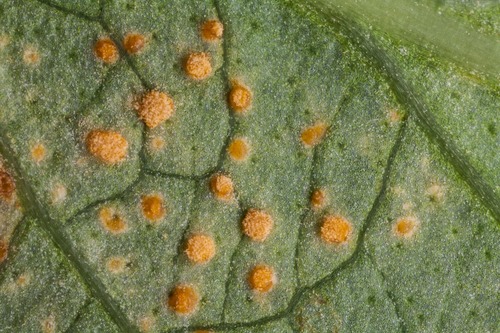 Uredo androsaemi · iNaturalist