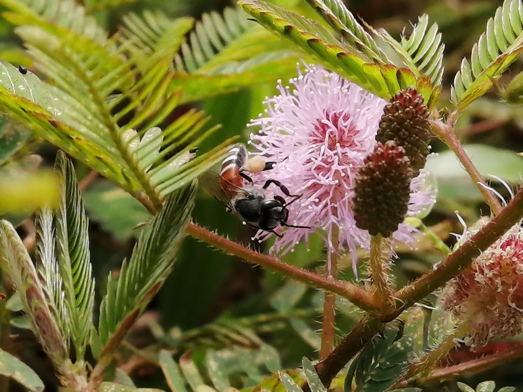 Red Dwarf Honey Bee from Marina Bay, Singapore on May 6, 2023 at 10:43 ...