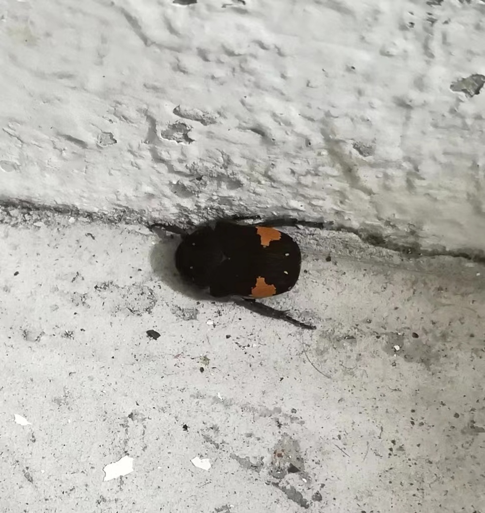 Clinteria from 501 Stirling Rd, 新加坡 148951 on May 6, 2023 at 10:54 PM ...