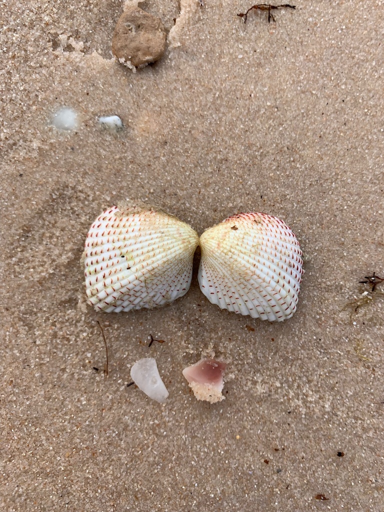 Strawberry Heart Cockle from Red Cliff Bay, Monkey Mia, WA, AU on July ...