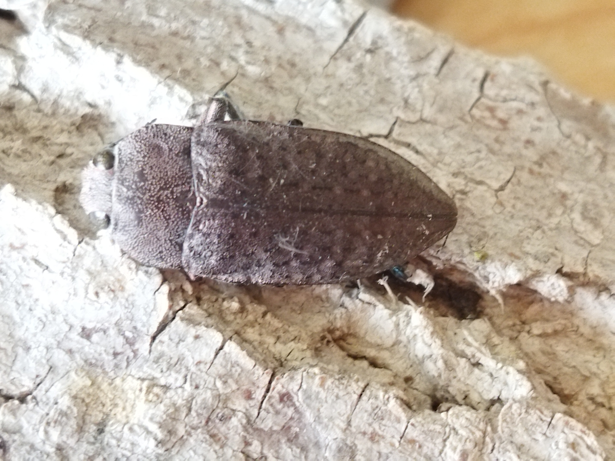 Perotis lugubris (Fabricius, 1777)