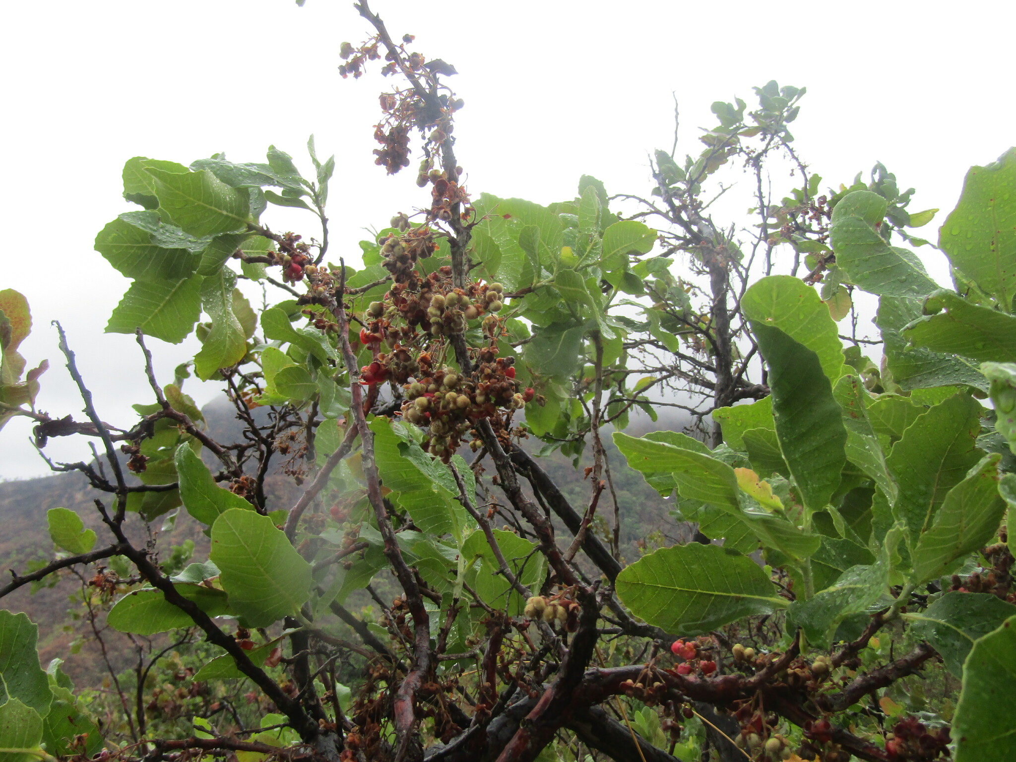 Curatella americana L.