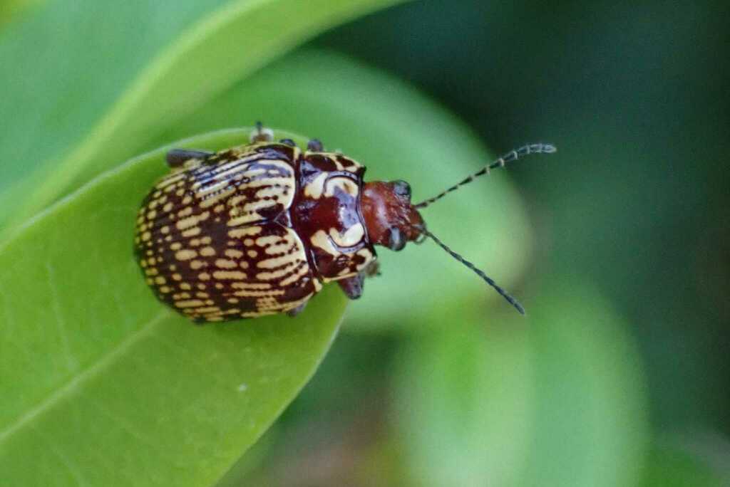 Searsia Flea Beetles from Lighthouse Reef, Paindane, Jangamo ...