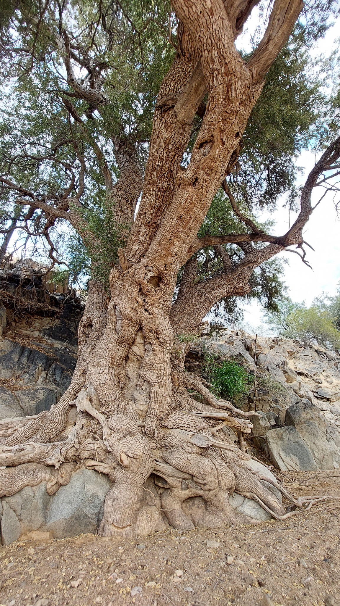 Combretum imberbe Wawra