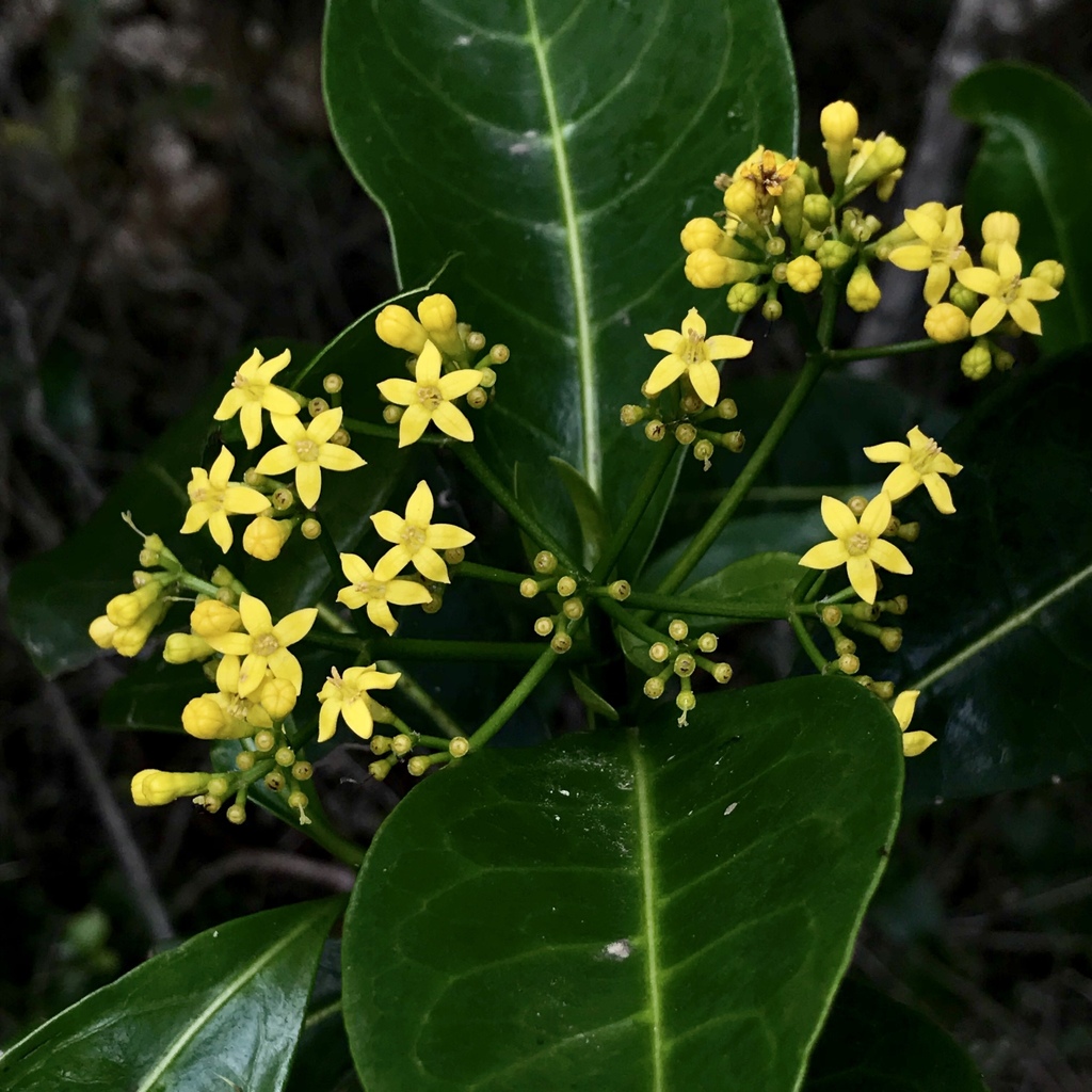 black bird-berry (Knysna - Locally Indigenous Trees Available in the ...