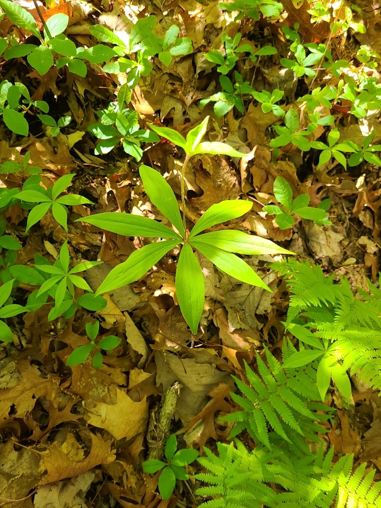 Cucumber Root from Cockeysville on May 06, 2023 at 10:49 AM by ...