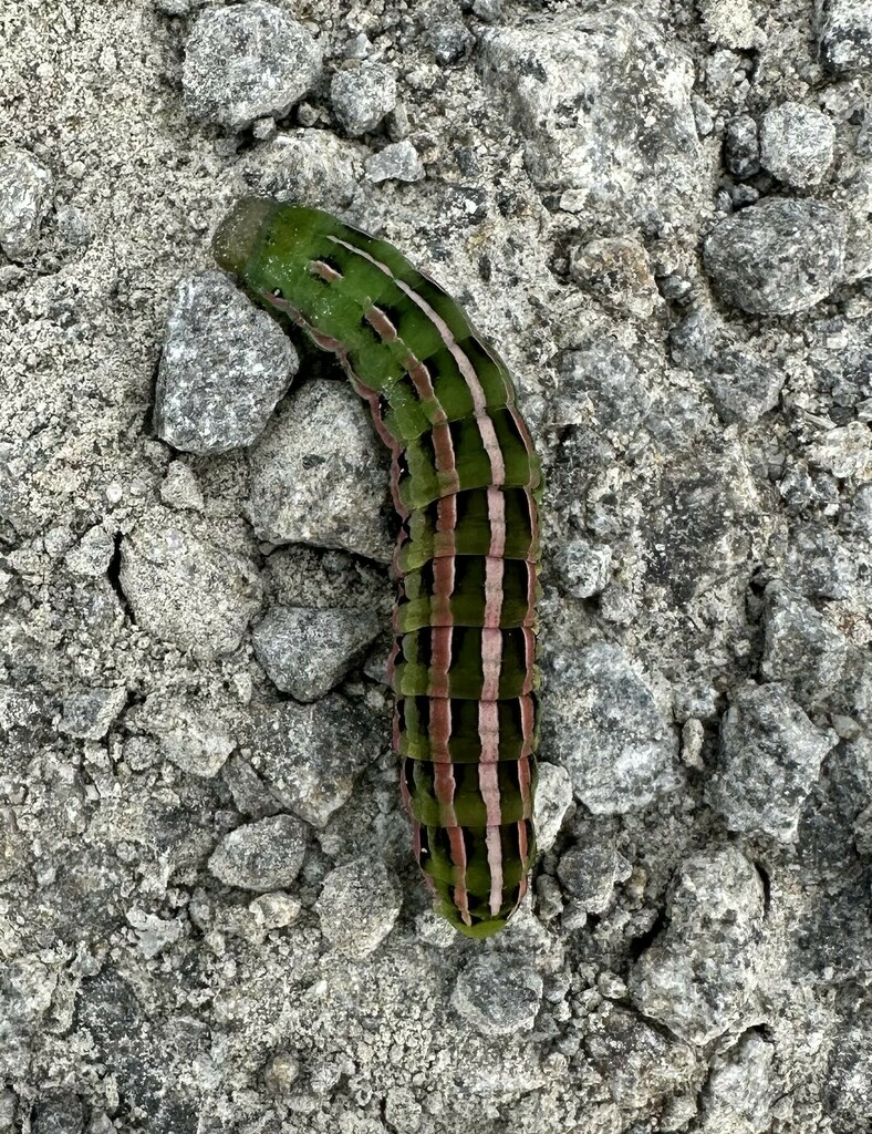 Girdler Moth from Steigerwald Lake NWR, Clark County, WA, USA on April ...