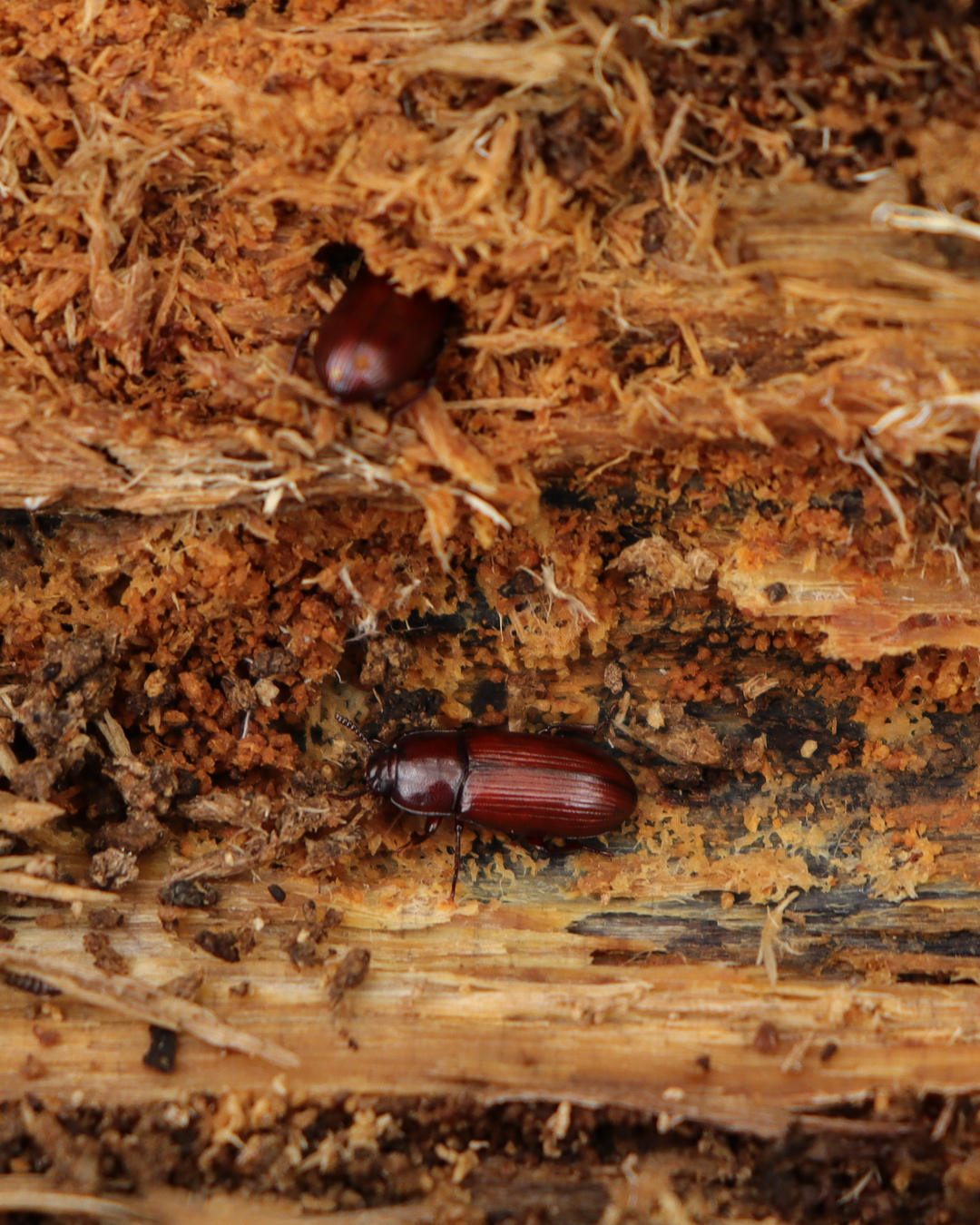 Uloma culinaris (Linnaeus, 1758)