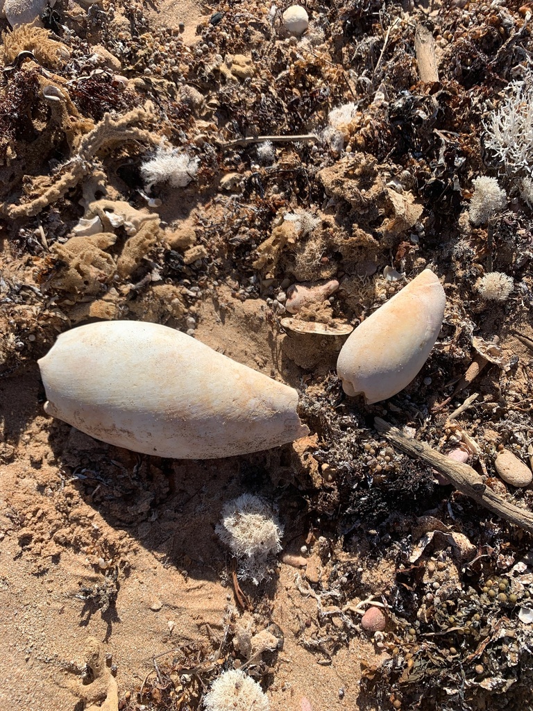 Melon Shell from Learmonth, WA, AU on July 8, 2022 at 02:48 PM by Yao ...
