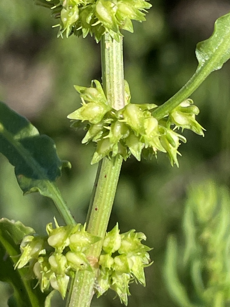 pacific golden dock from Torrey Pines State Natural Reserve, San Diego ...