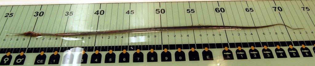 Polygon-spotted snipe eel from Gulf of Maine on October 13, 2008 at 01: ...