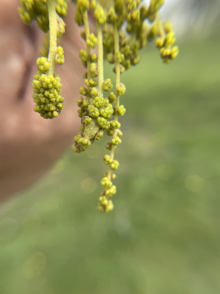 Neuroterus evanescens from Westwood Park, West Jefferson, OH, US on May ...