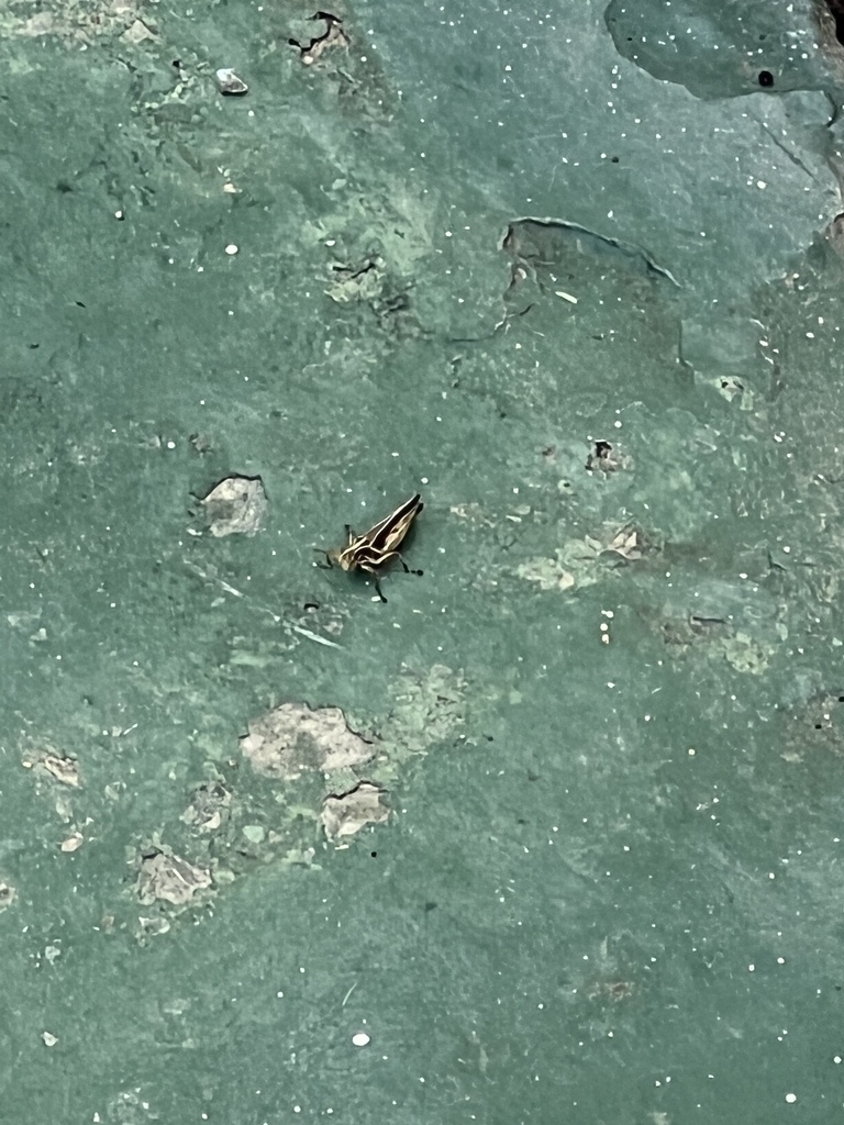 Winged and Once-winged Insects from Puerto Rico, Caguas, Puerto Rico ...