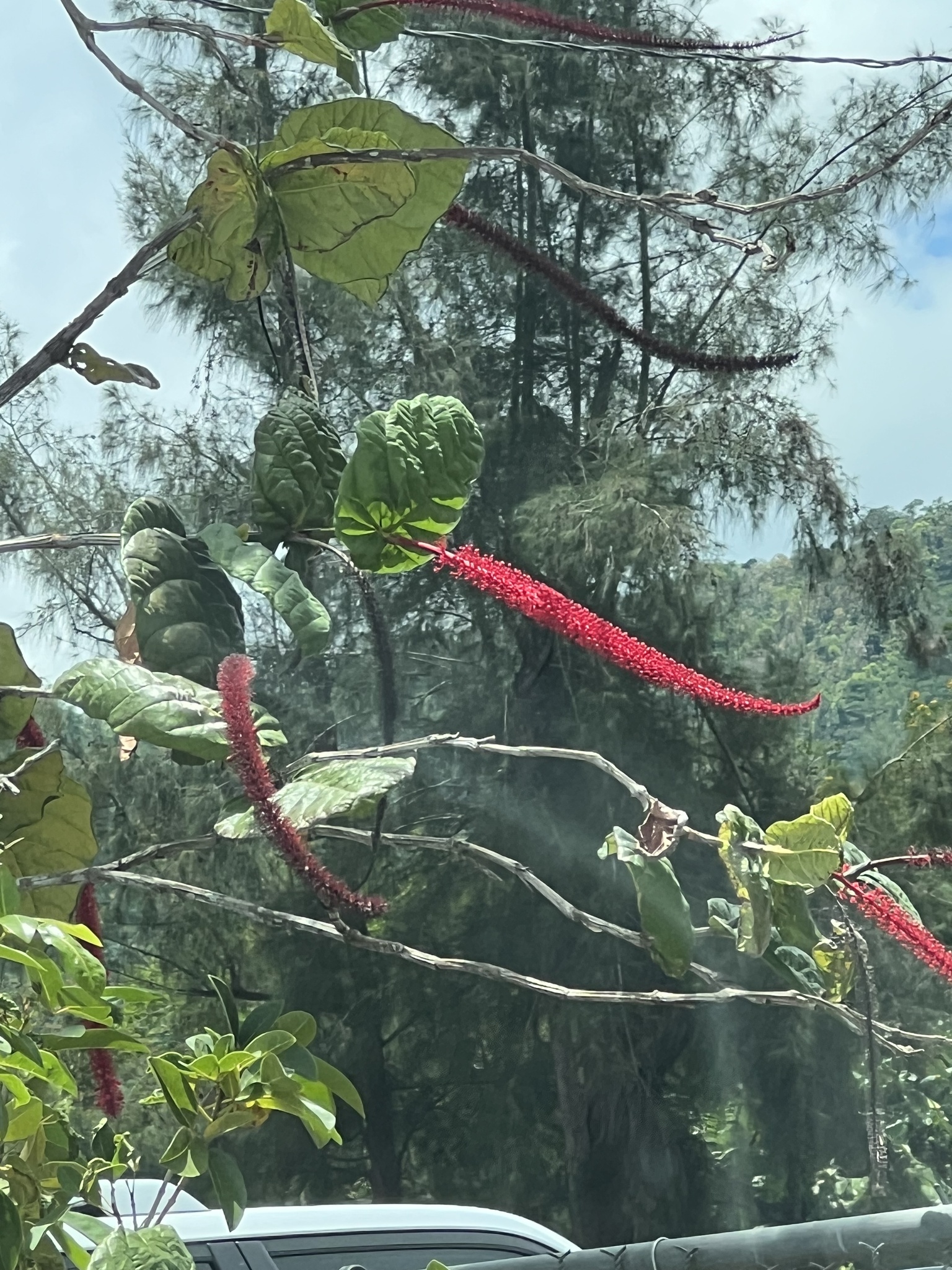 Coccoloba rugosa Desf.
