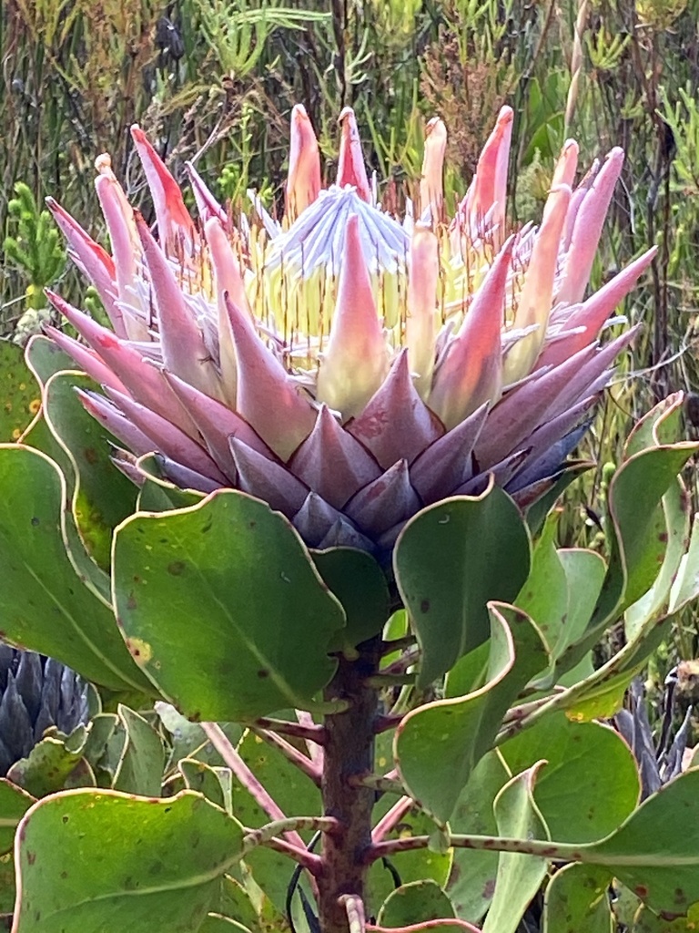 King Protea from Overstrand, Greater Hermanus, WC, ZA on April 28, 2023 ...