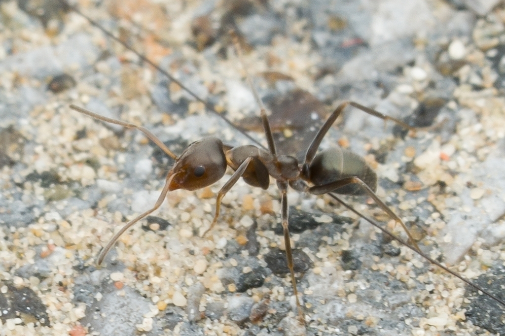 Suchier's meat ant from Airport Terminal 1, Arrival - Dubai - United ...