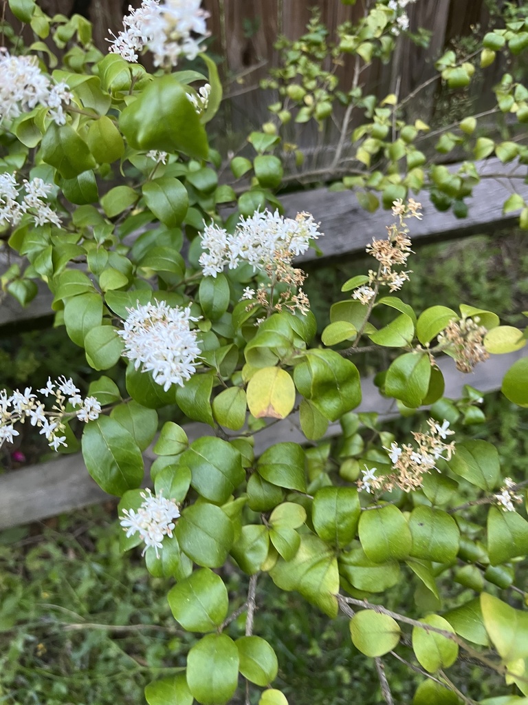 Chinese privet from St Andrews Ct, Durham, NC, US on May 3, 2023 at 07: ...