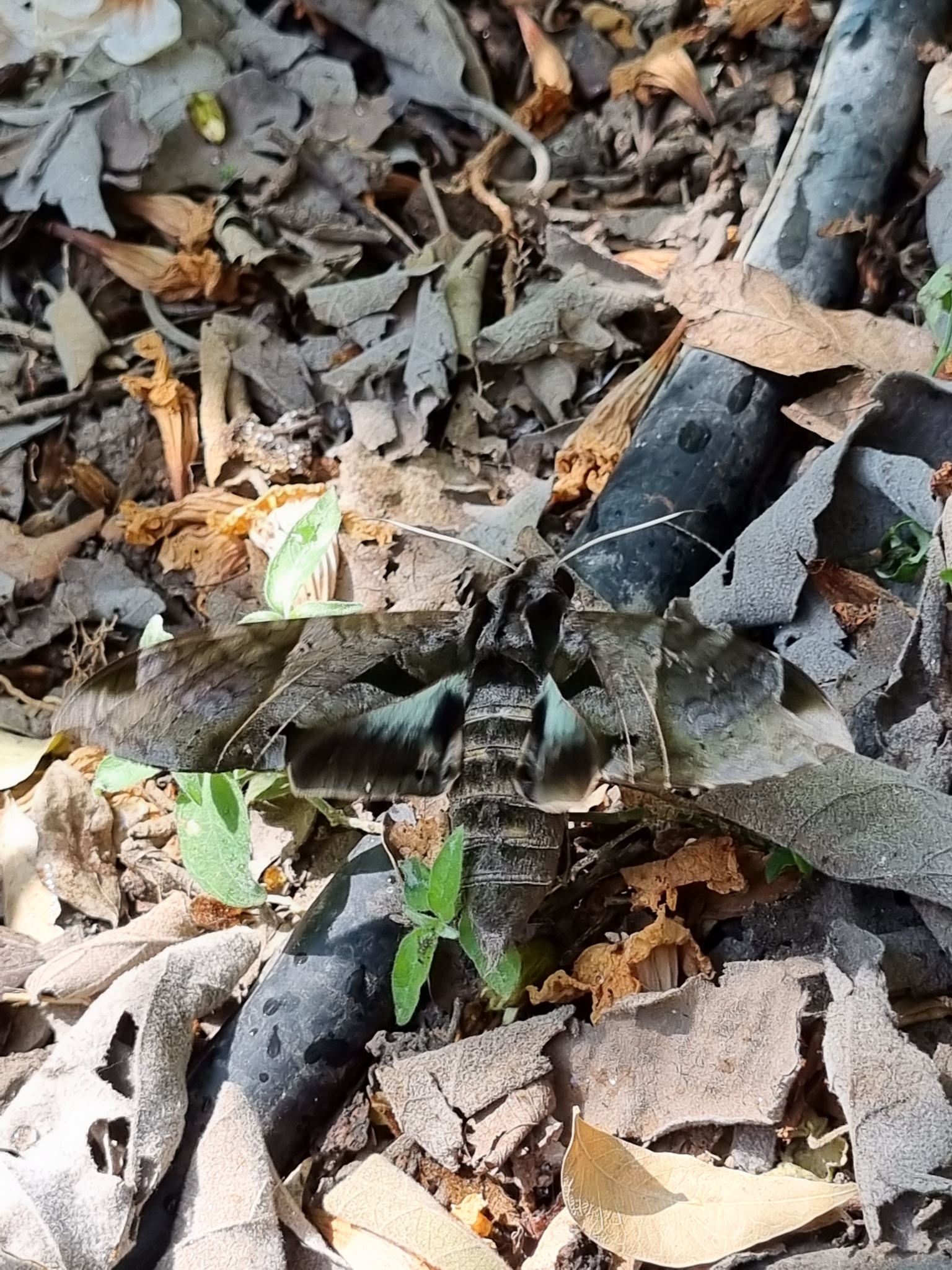 Eumorpha satellitia Linnaeus, 1771